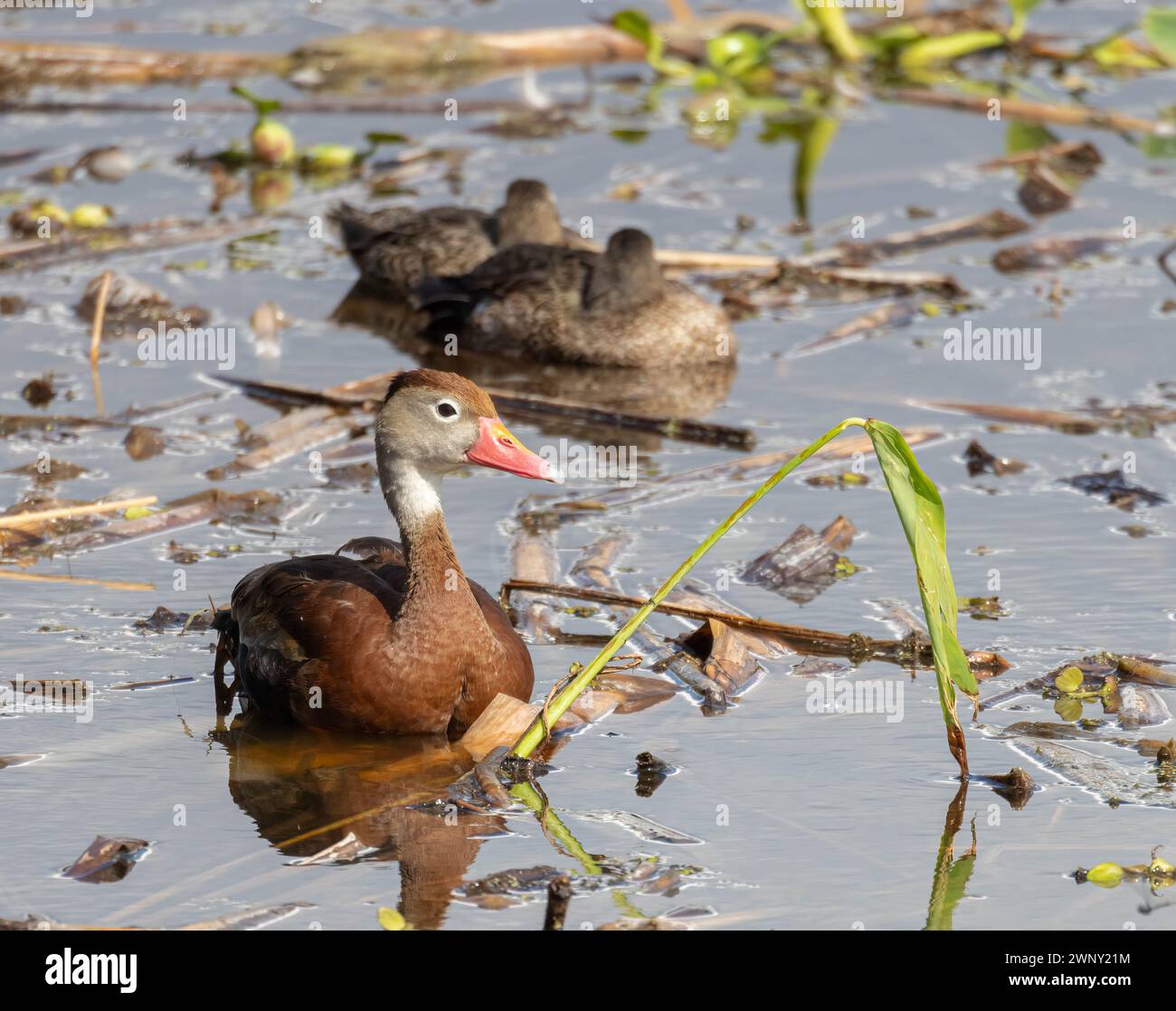 Black-bellied Whistling Ducks in wetland at Palo Verde National Park in ...