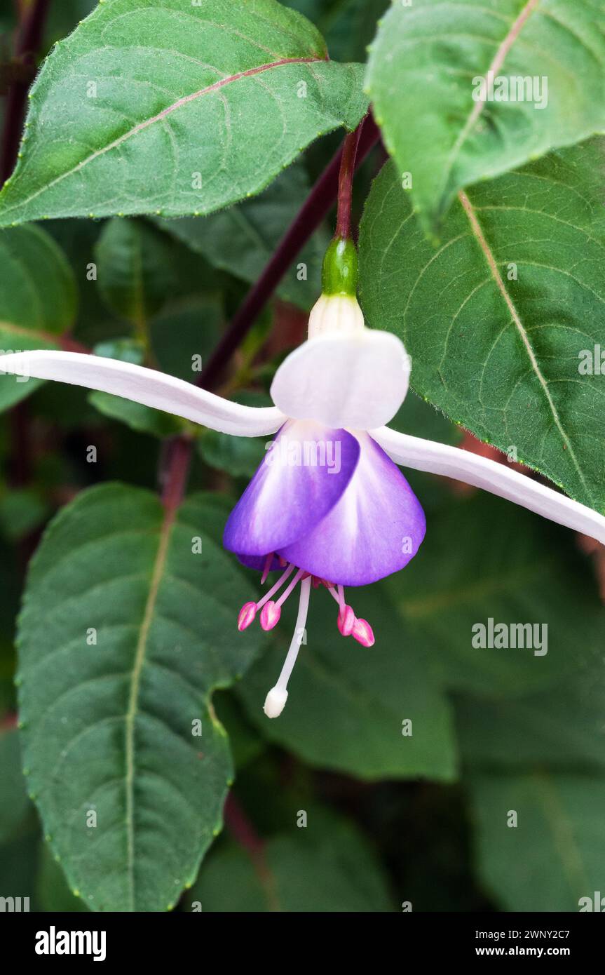 Fuchsia Jollies Macon is a deciduous hardy perennial upright fuchsia ...