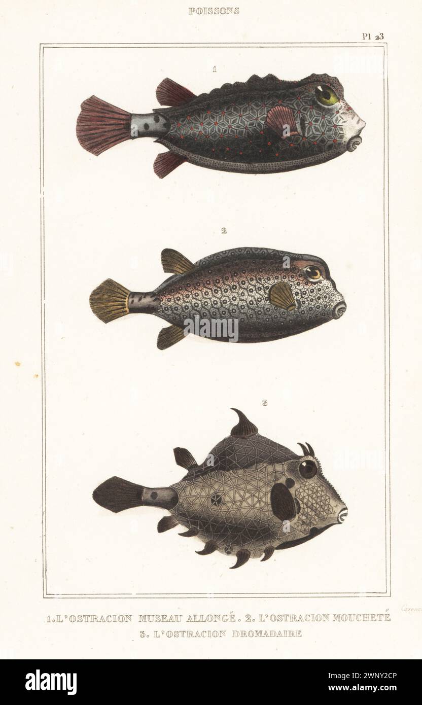 O nasus hi-res stock photography and images - Alamy