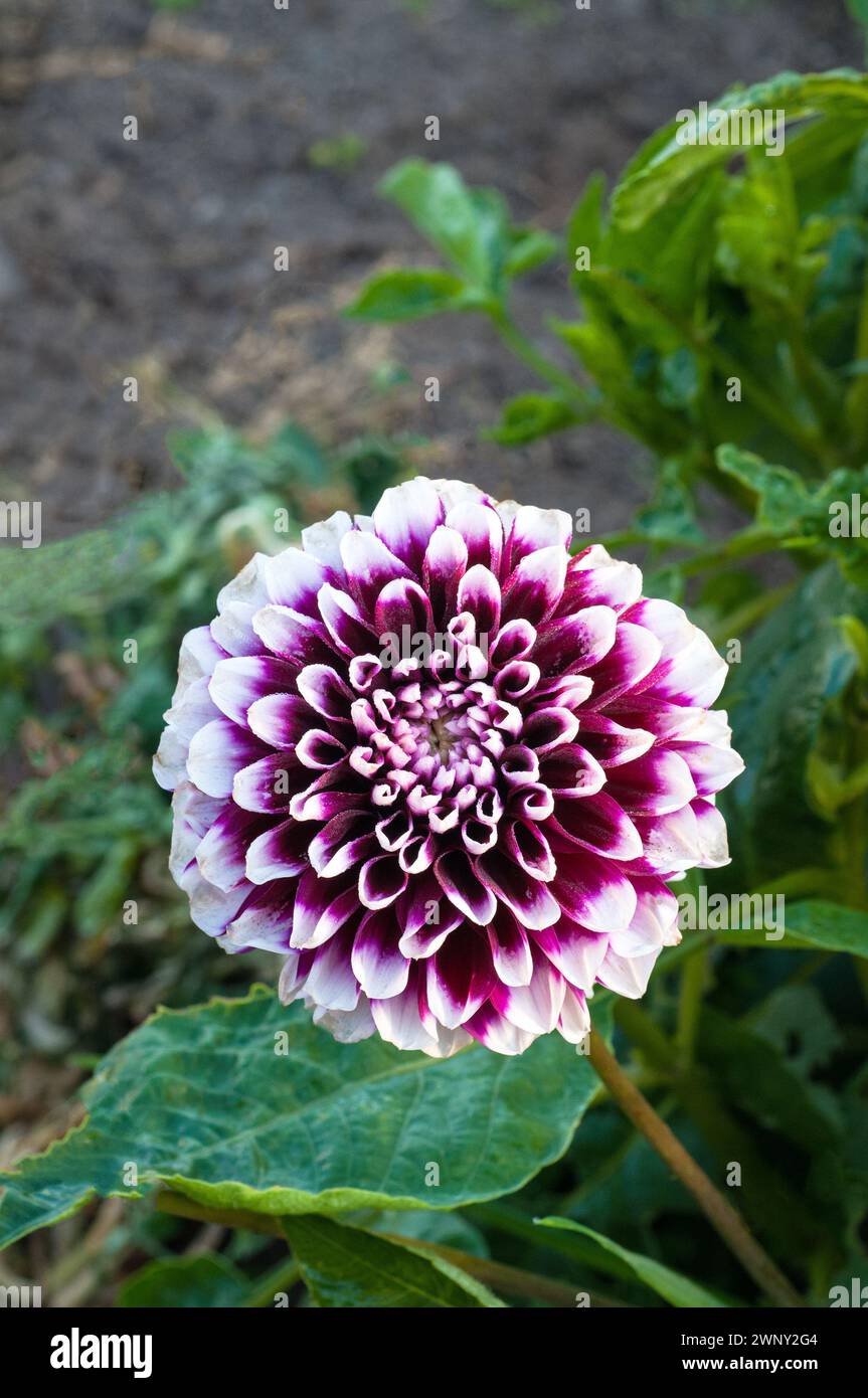 Close up of Dahlia Edinburgh a small bicoloured purple and white ...