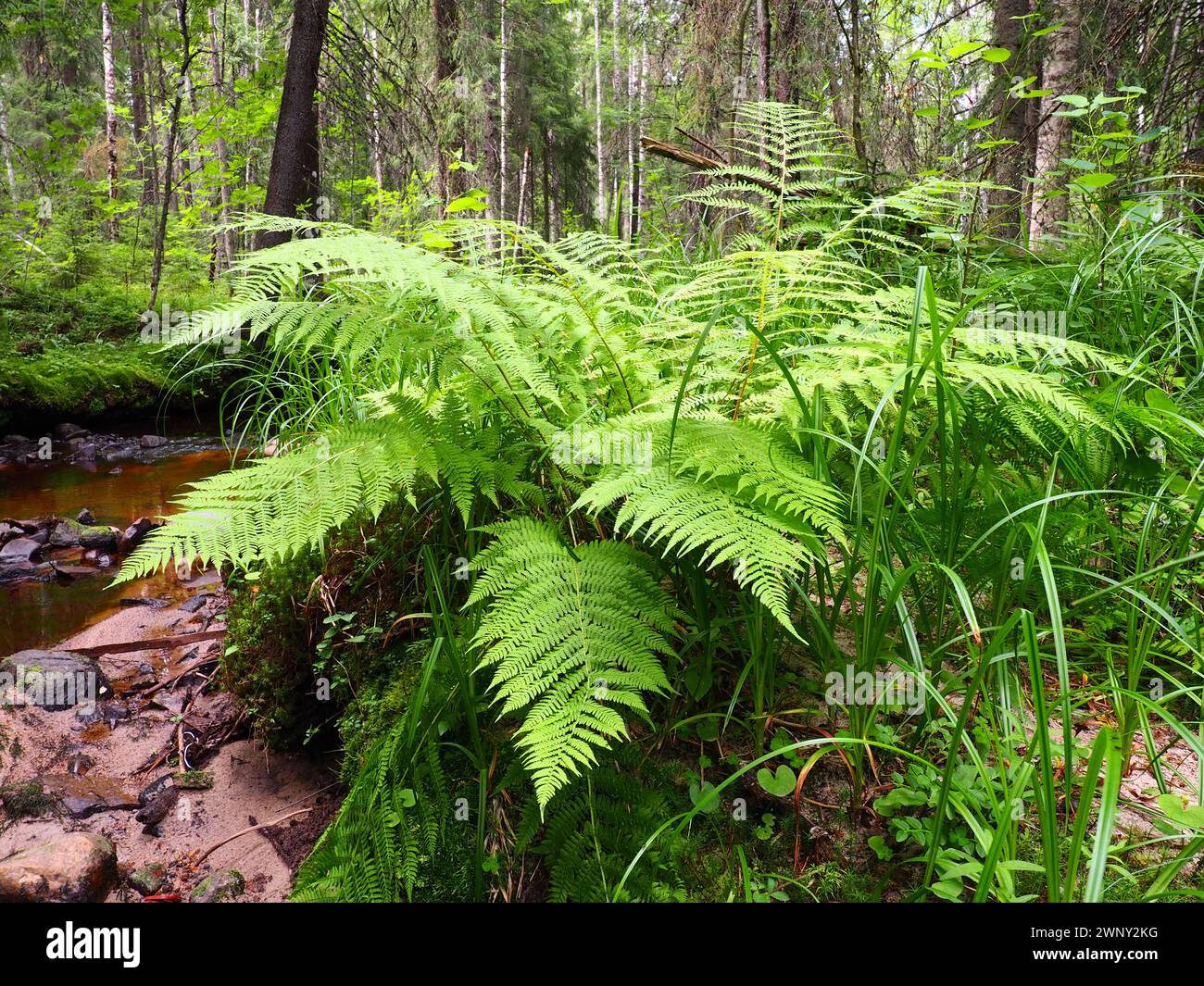 Fern plant in the forest. Beautiful graceful green leaves ...
