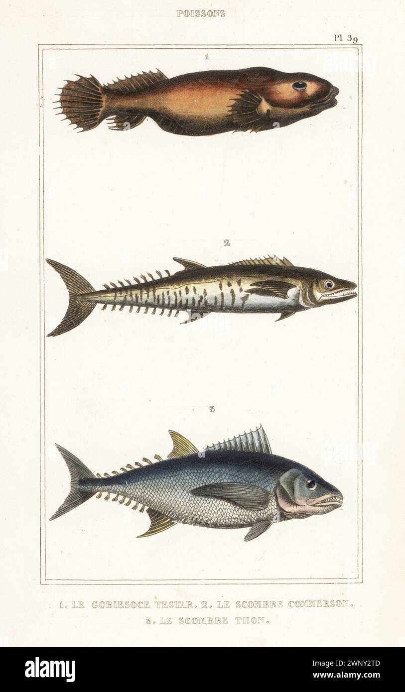 Commerson illustrations hi-res stock photography and images - Alamy