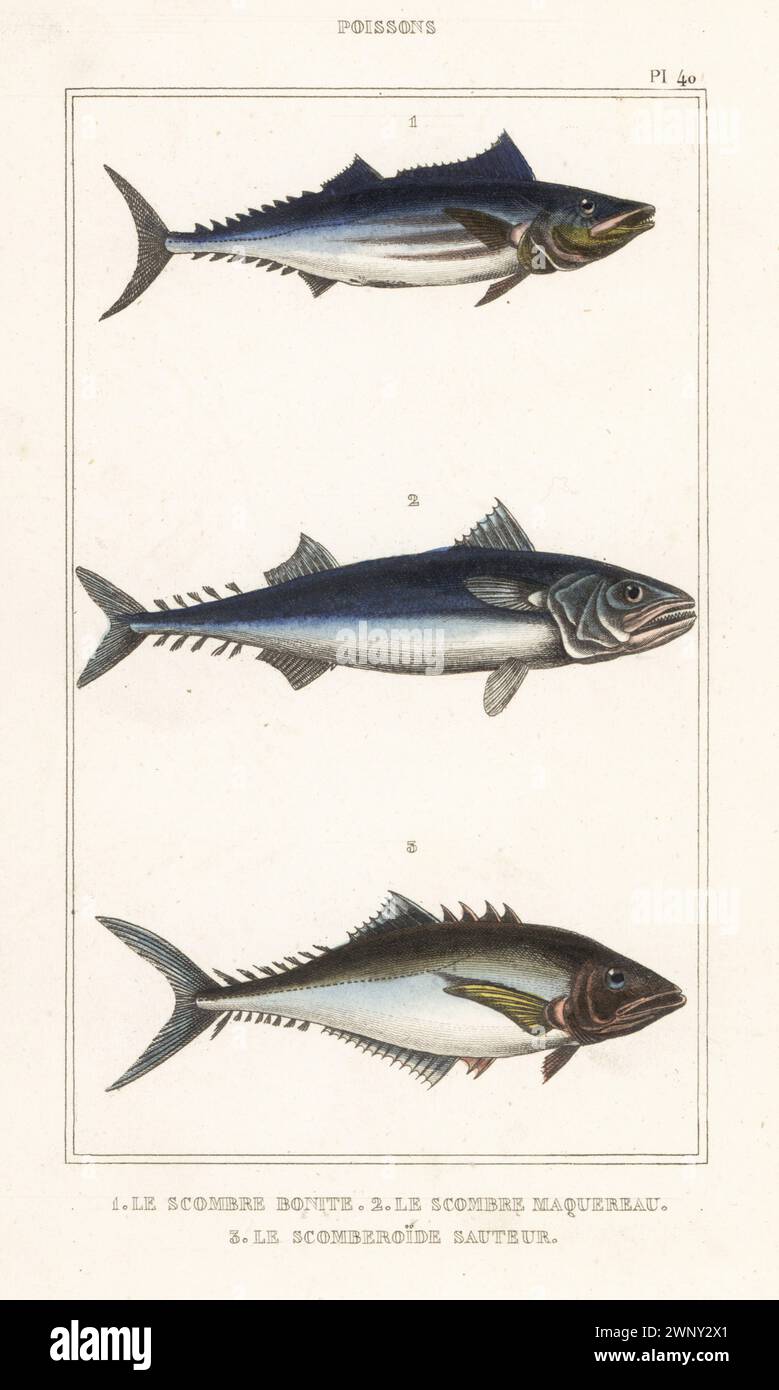 Scomberoides saltator hi-res stock photography and images - Alamy