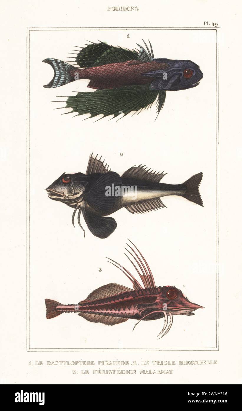 Le trigle hirondelle hi-res stock photography and images - Alamy