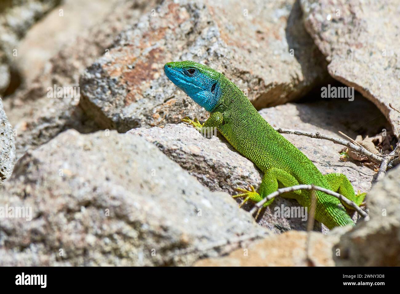 European green lizard male sunbathing on the rock (Lacerta viridis ...