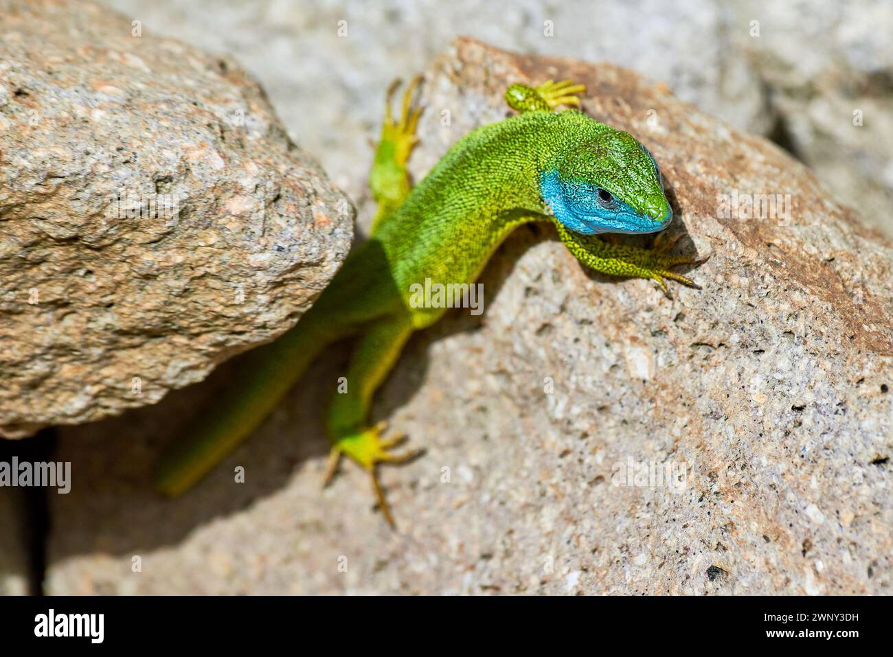 European green lizard male without tail (Lacerta viridis Stock Photo ...