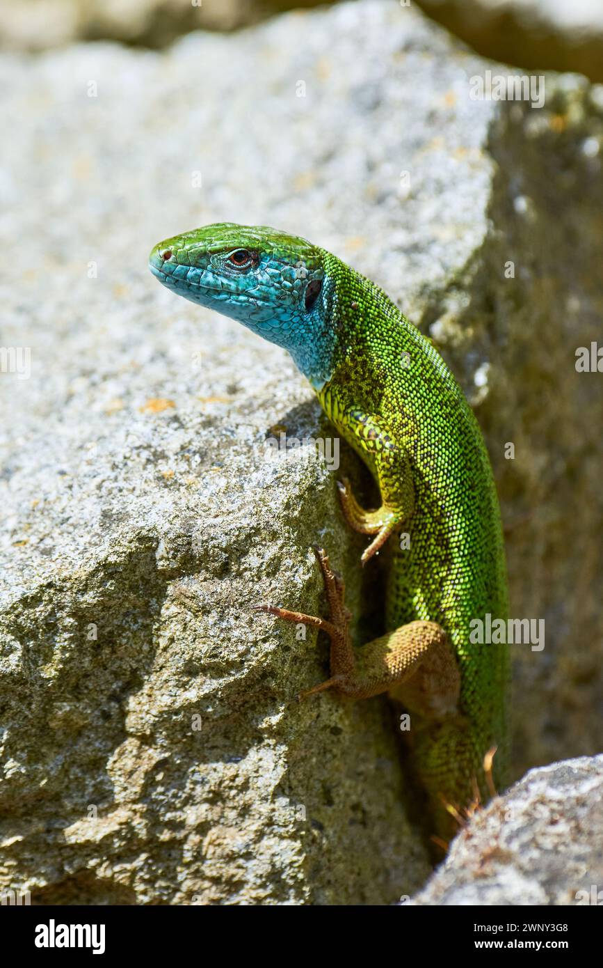 European green lizard male sunbathing on the rock (Lacerta viridis ...