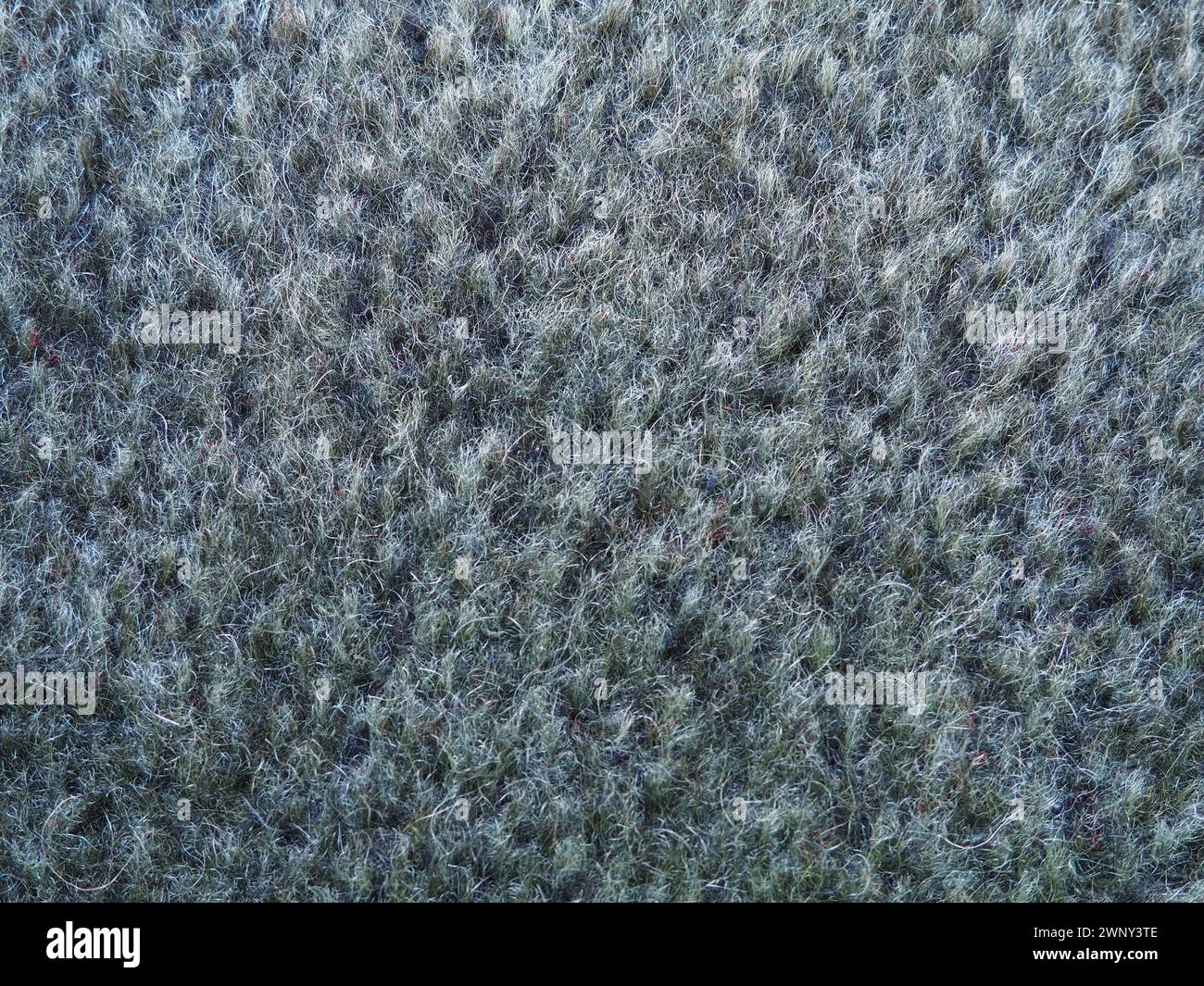 Gray carpet or felt close-up. Hairy surface. Carpeting - soft roll or ...