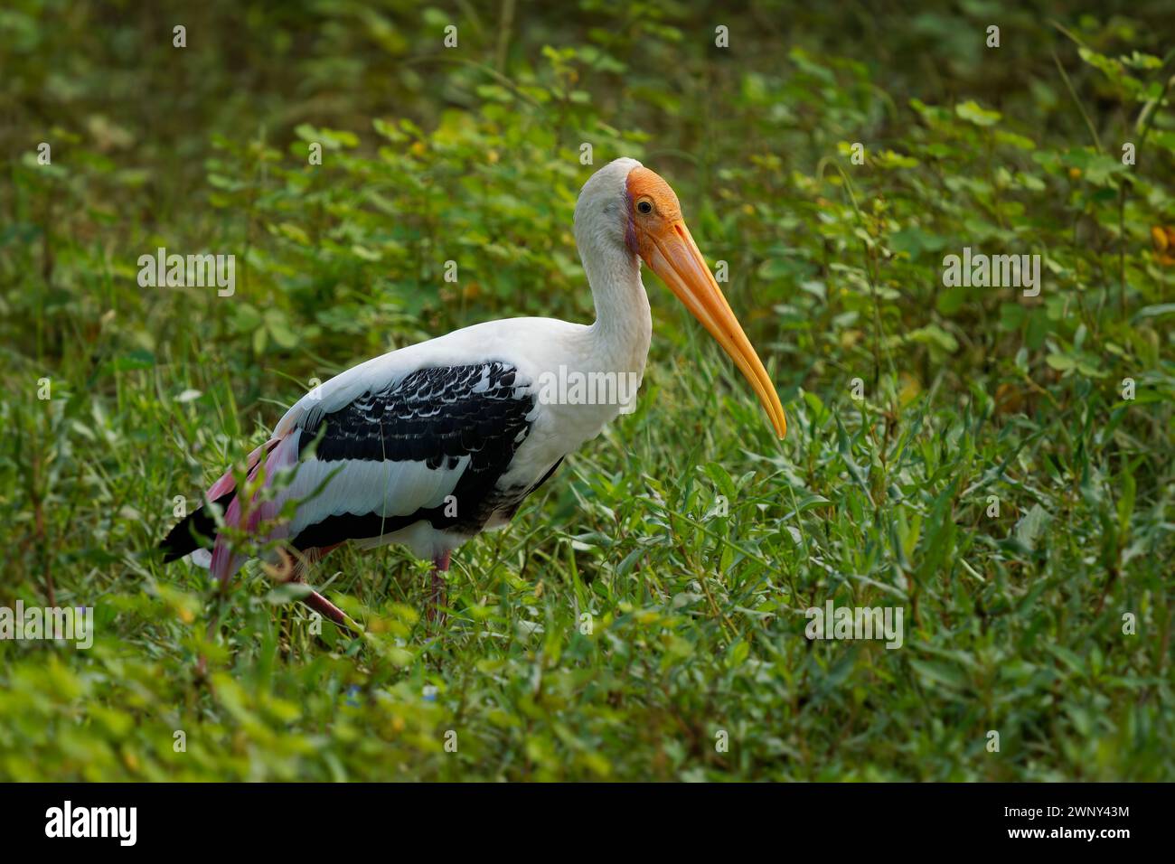 Painted stork - Mycteria leucocephala large wader in stork family found ...