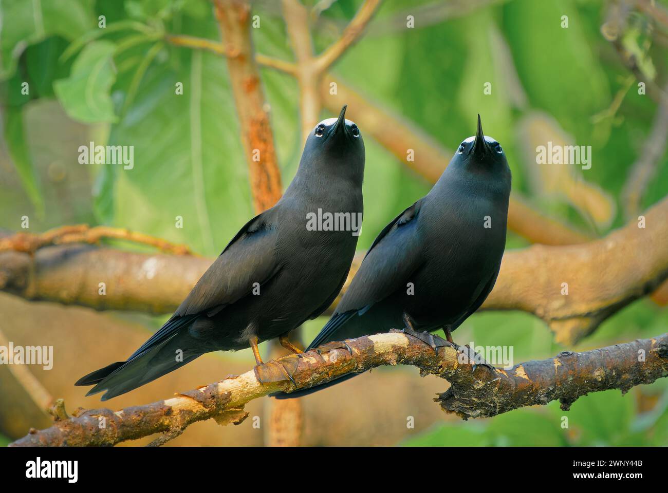 Black or White-capped Noddy - Anous minutus is tern in Laridae, seabird ...
