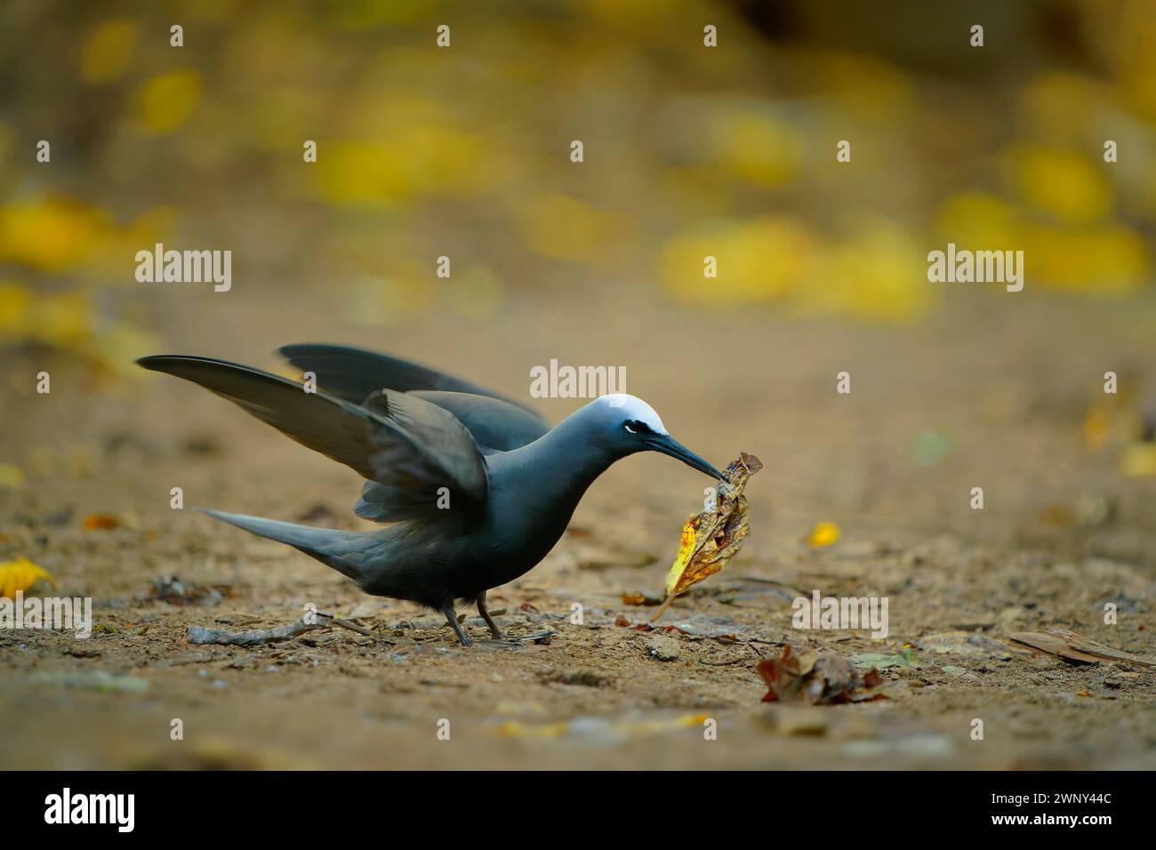 Black or White-capped Noddy - Anous minutus is tern in Laridae, seabird ...