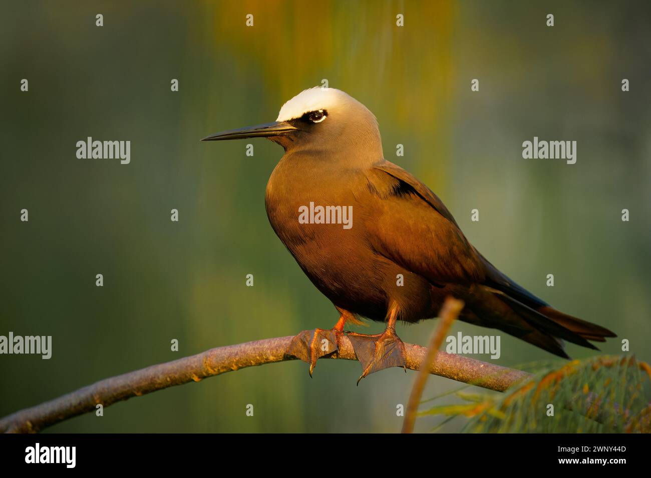 Black or White-capped Noddy - Anous minutus is tern in Laridae, seabird ...
