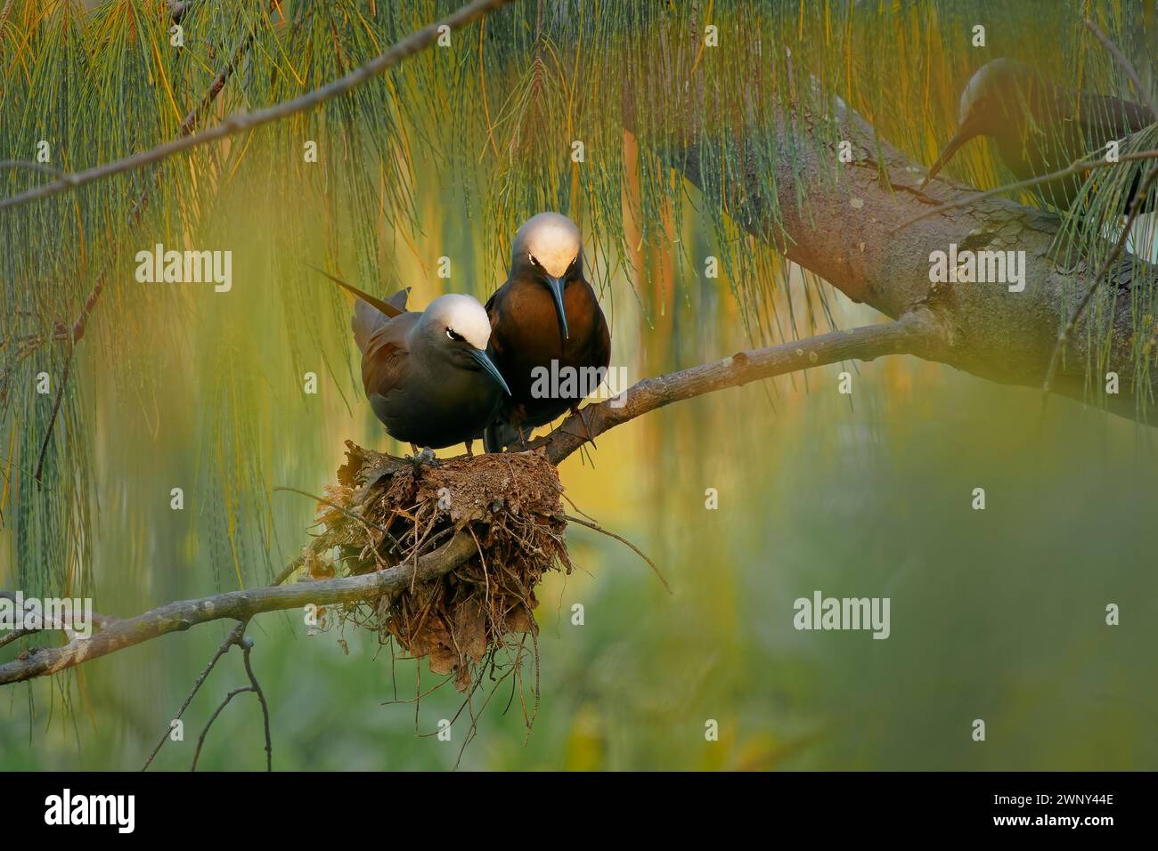 Black or White-capped Noddy - Anous minutus is tern in Laridae, seabird ...