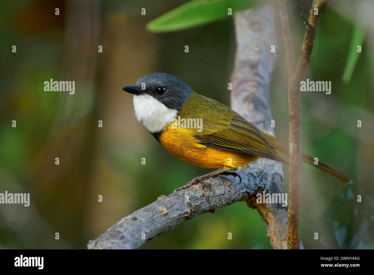 New Caledonian Whistler - Pachycephala caledonica bird in the family ...