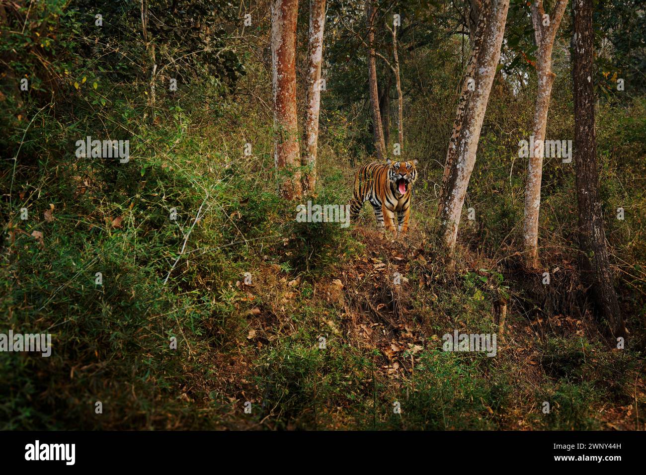 Bengal Tiger male - Panthera tigris tigris the biggest cat with open ...