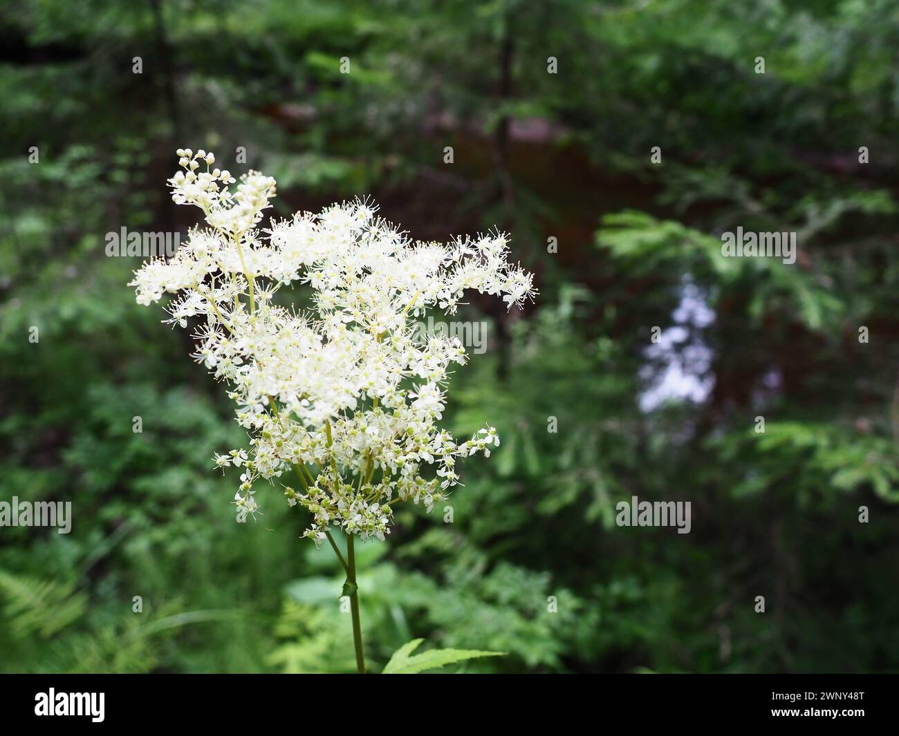 Filipendula vulgaris, commonly known as dropwort or fern-leaf dropwort ...