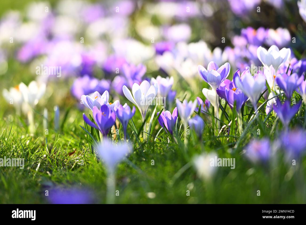 Harbingers Of Spring: Blooming Crocuses, Crocus, In Bergedorf, Hamburg ...