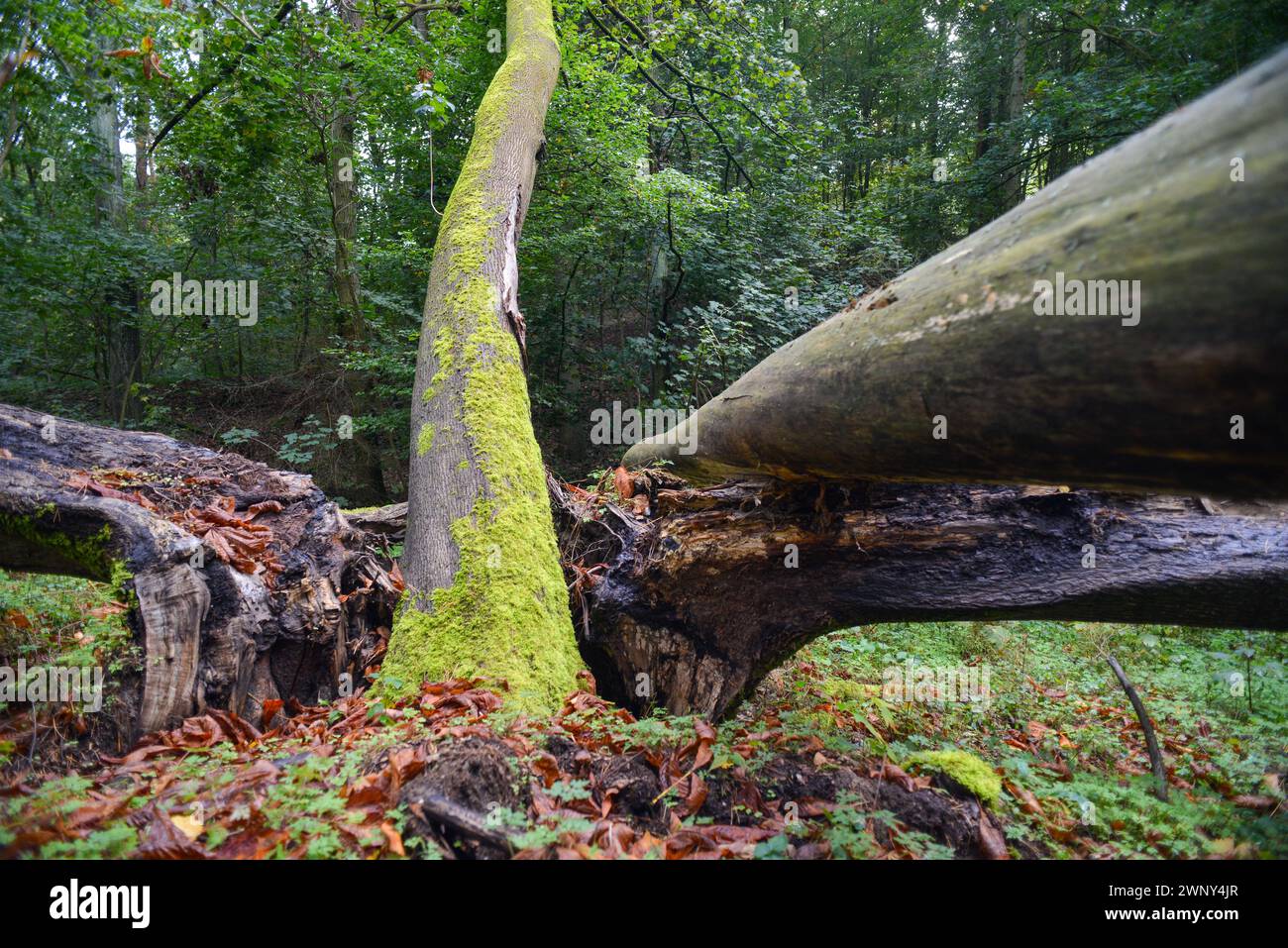 Fallen trees. Neighbouring trees uprooted by storms are left to rot. In ...