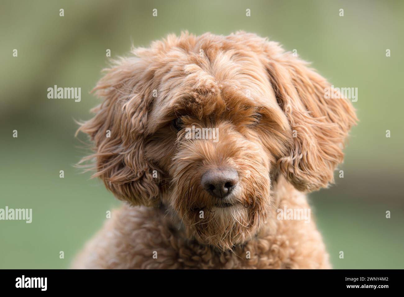 Happy cockerpoo puppy portrait. Golden brown hypoallergenic cockapoodle ...