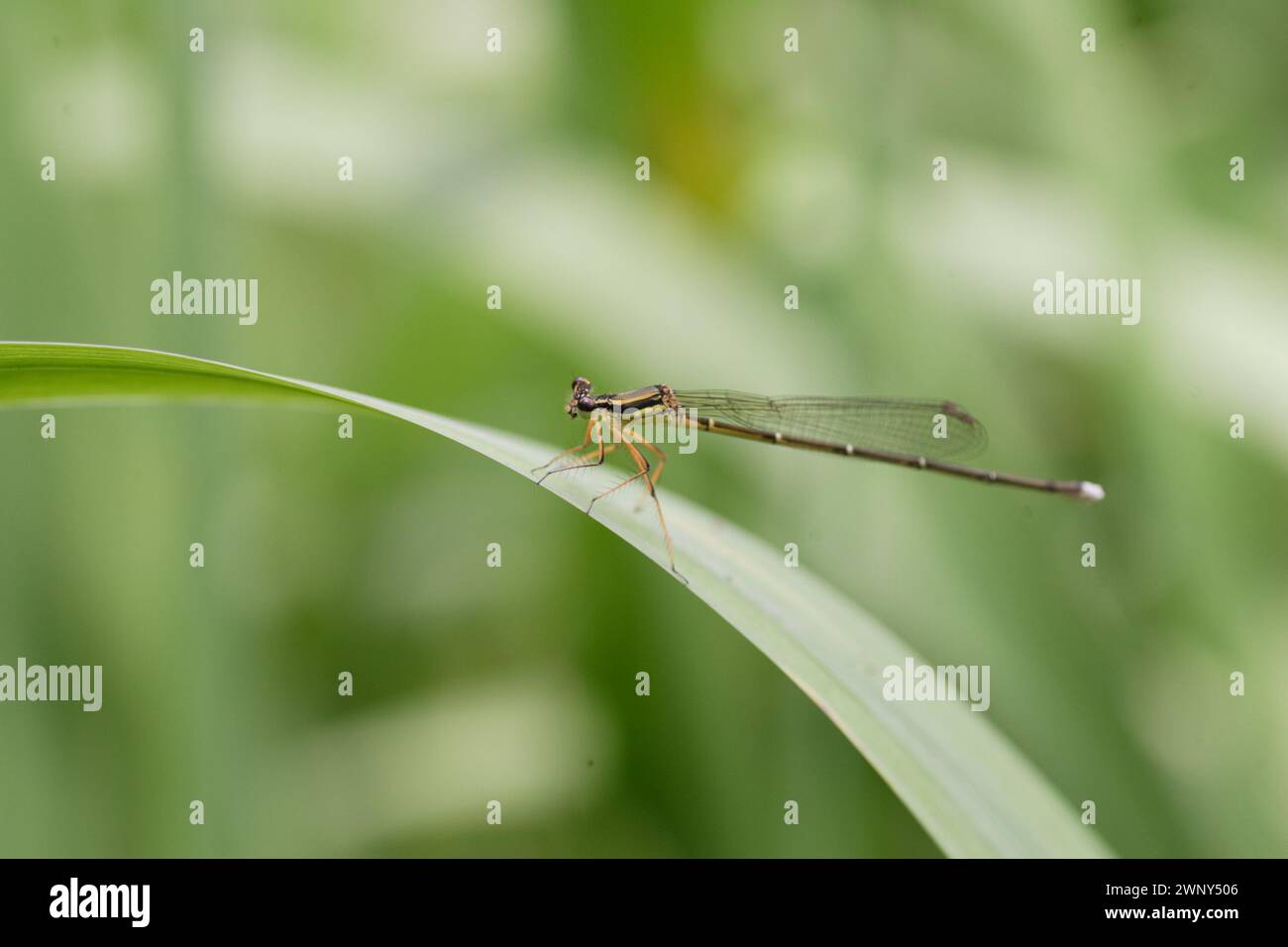 Dusky lilly-squatter (Paracercion calamorum) damselfly in Japan Stock ...