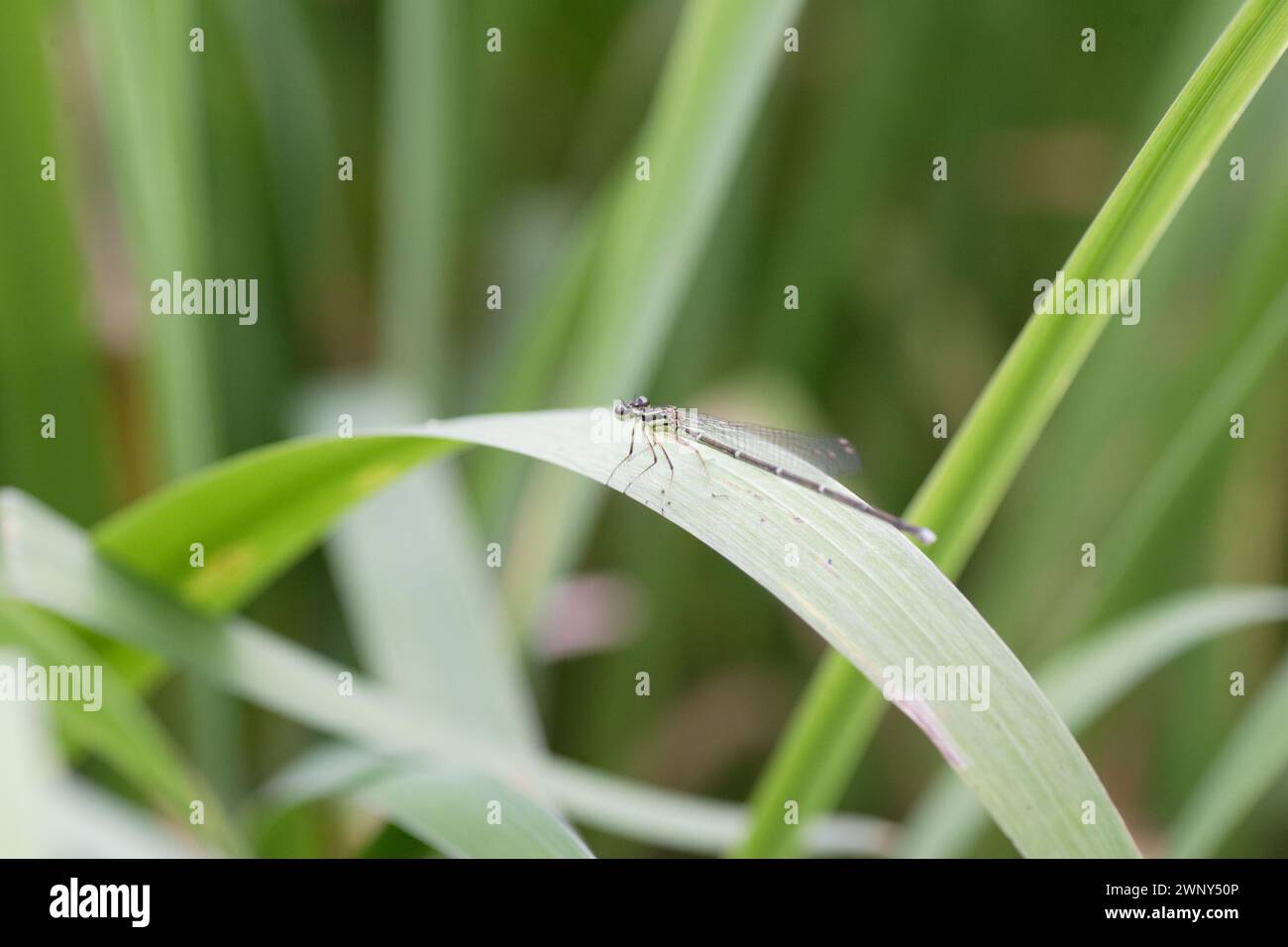 Dusky lilly-squatter (Paracercion calamorum) damselfly in Japan Stock ...