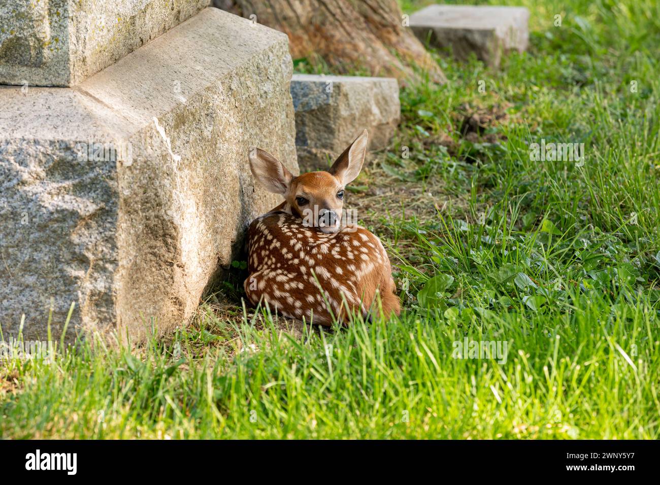 White-tailed deer fawn resting in cemetery. Wildlife habitat loss ...