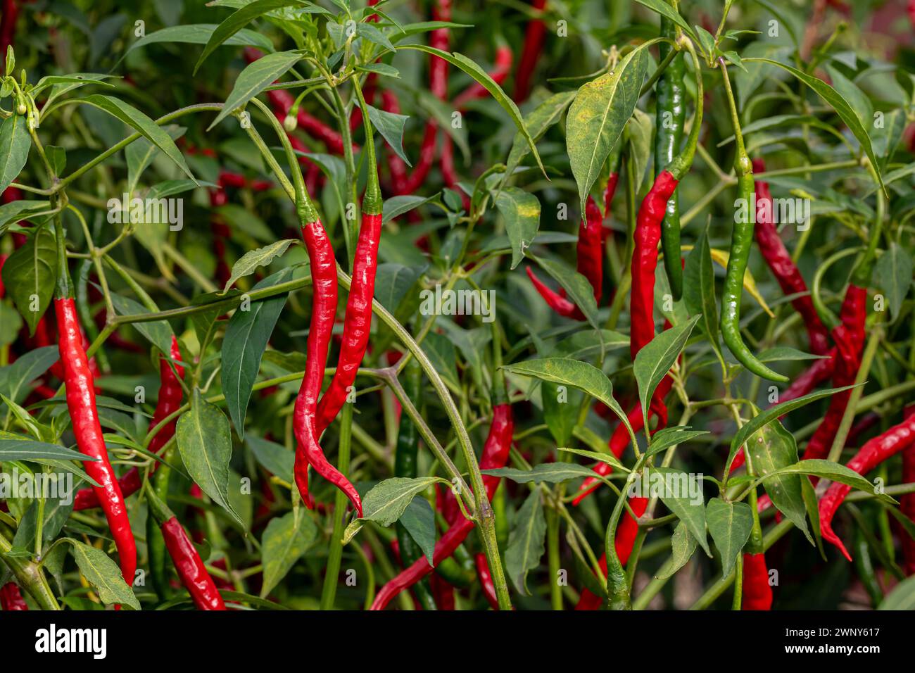 Thai pepper plant with ripe peppers growing in garden. Vegetable garden ...