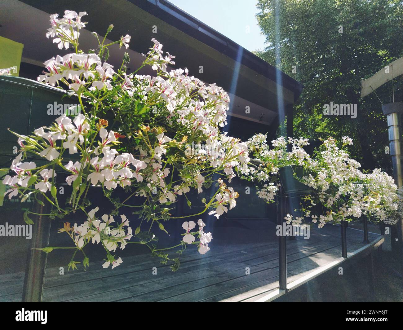 Pelargonium is a genus of plants in the family Geraniumaceae. White ivy ...