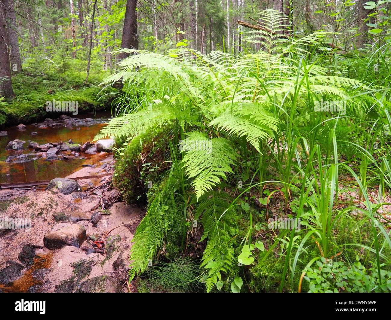 Fern plant in the forest. Beautiful graceful green leaves ...