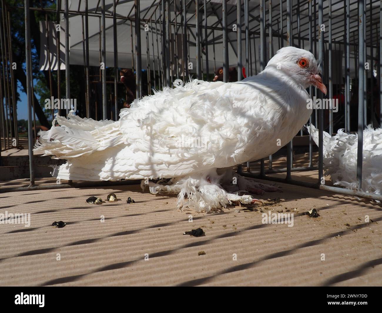 Curly Hungarian pigeon. White bird of the pigeon family in a cage on ...
