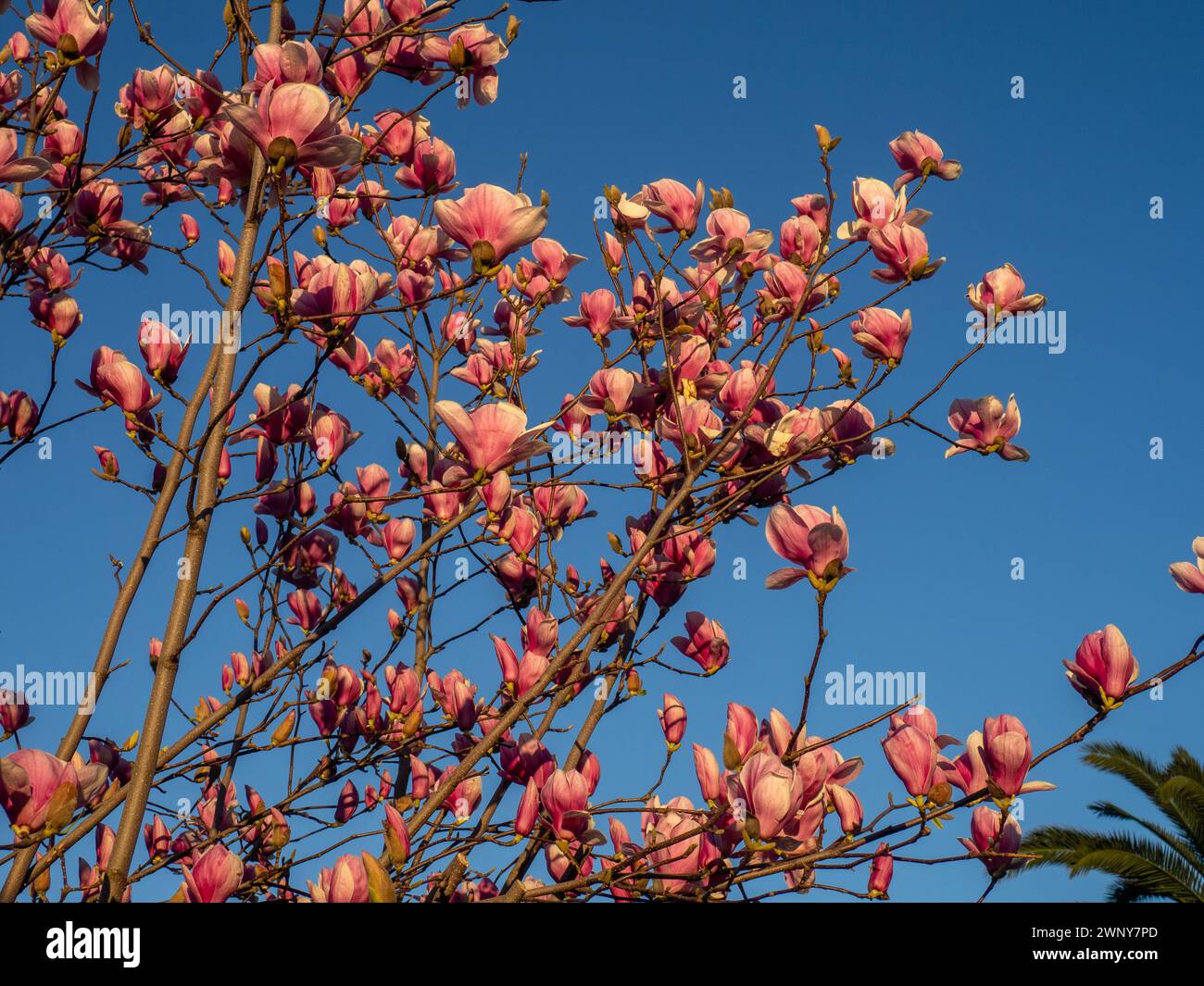 Blooming magnolia. Magnolia buds. Southern tree foliage. Pink leaves ...