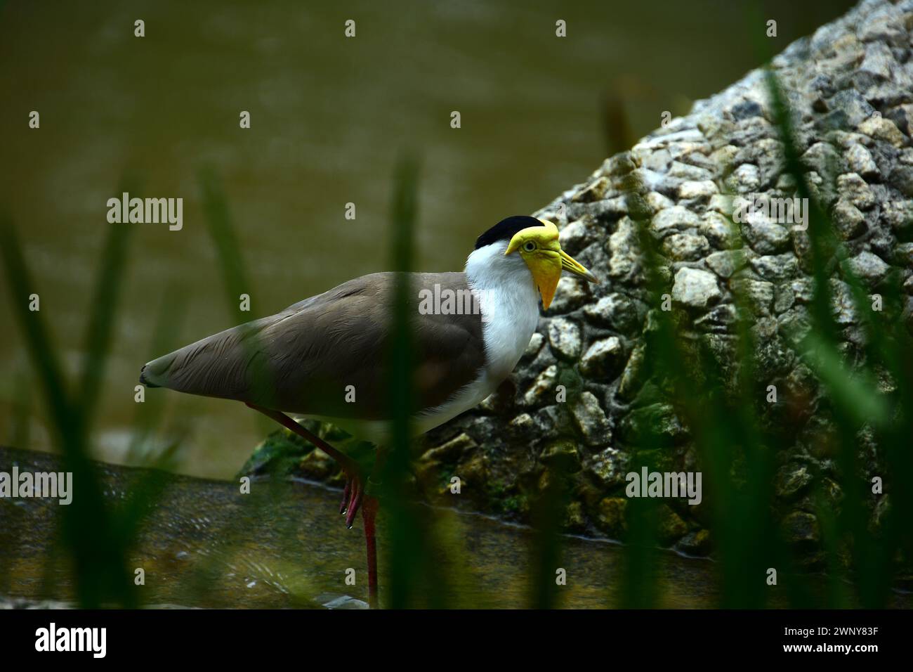 Portrait of a Masked Lapwing, sometimes referred to as the Spur-winged ...