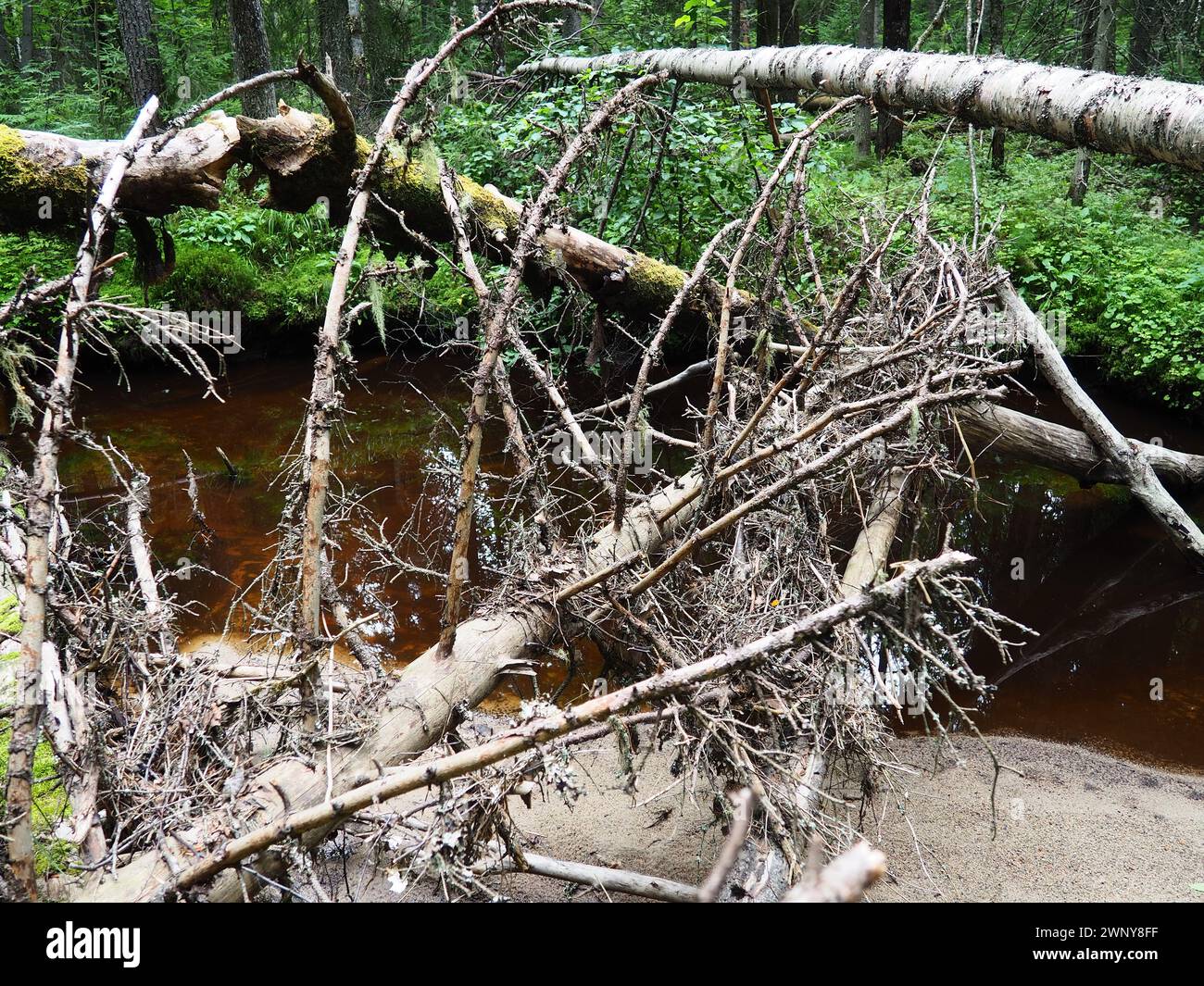 Taiga biome dominated by coniferous forests. Picea spruce, coniferous ...