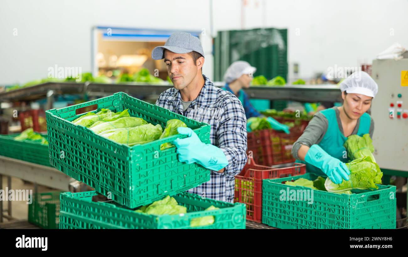 Man working on sorting line at vegetable warehouse, stacking boxes with ...