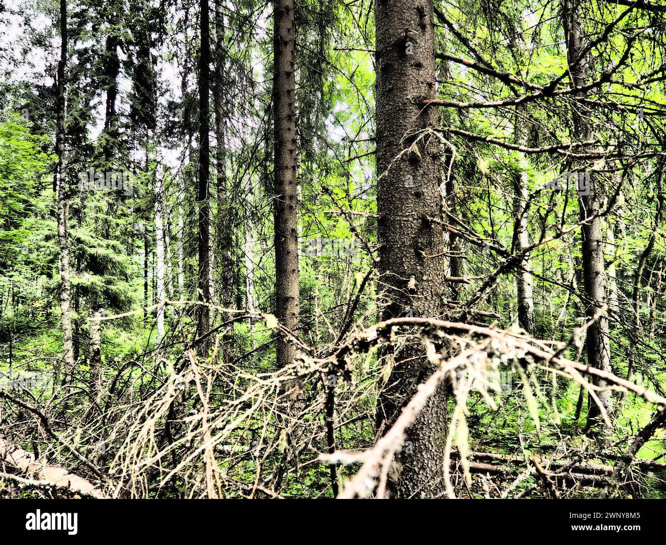 Taiga biome dominated by coniferous forests. Picea spruce, genus of ...