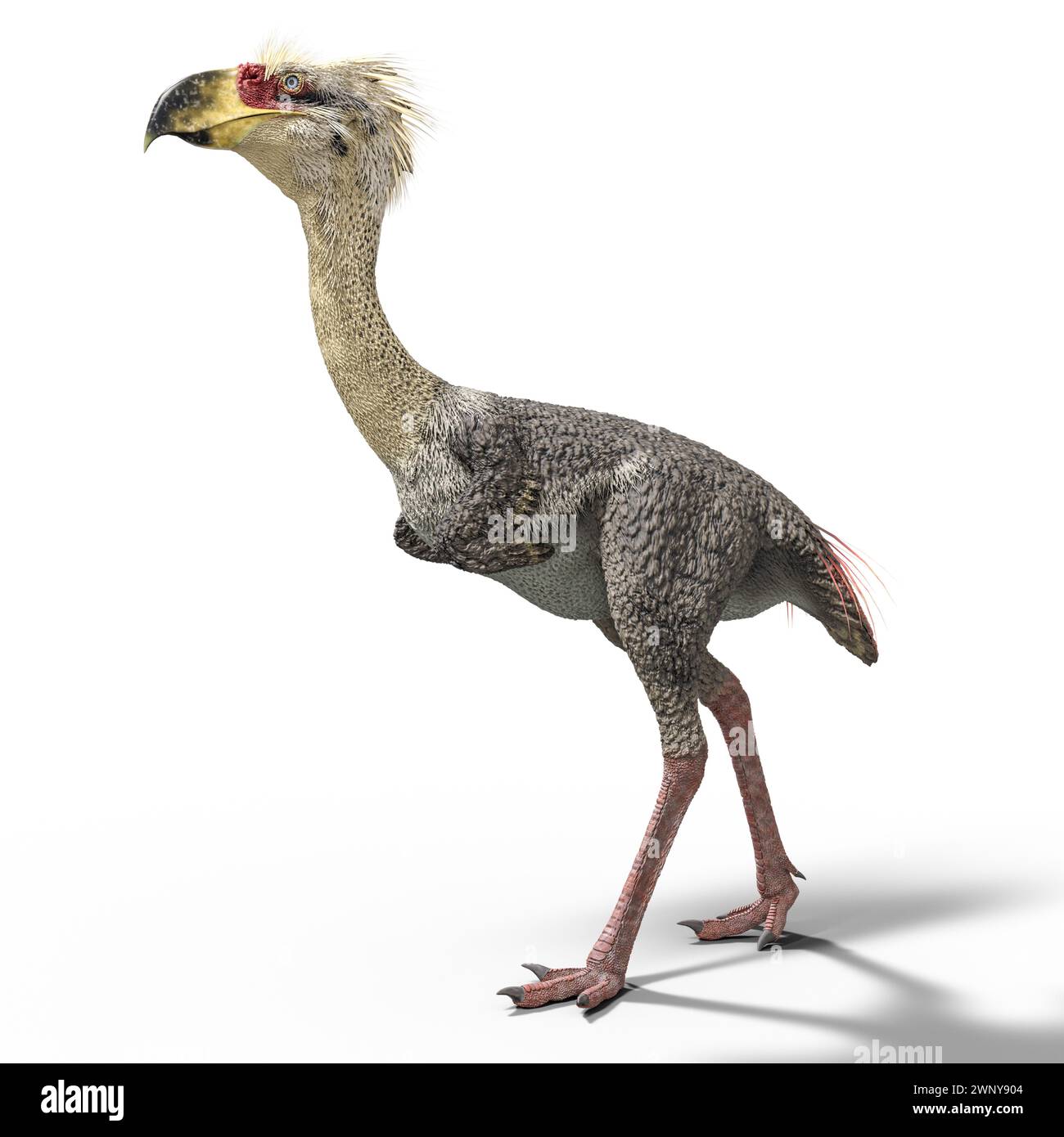 Phorusrhacos is an extinct genus of giant flightless terror birds that ...