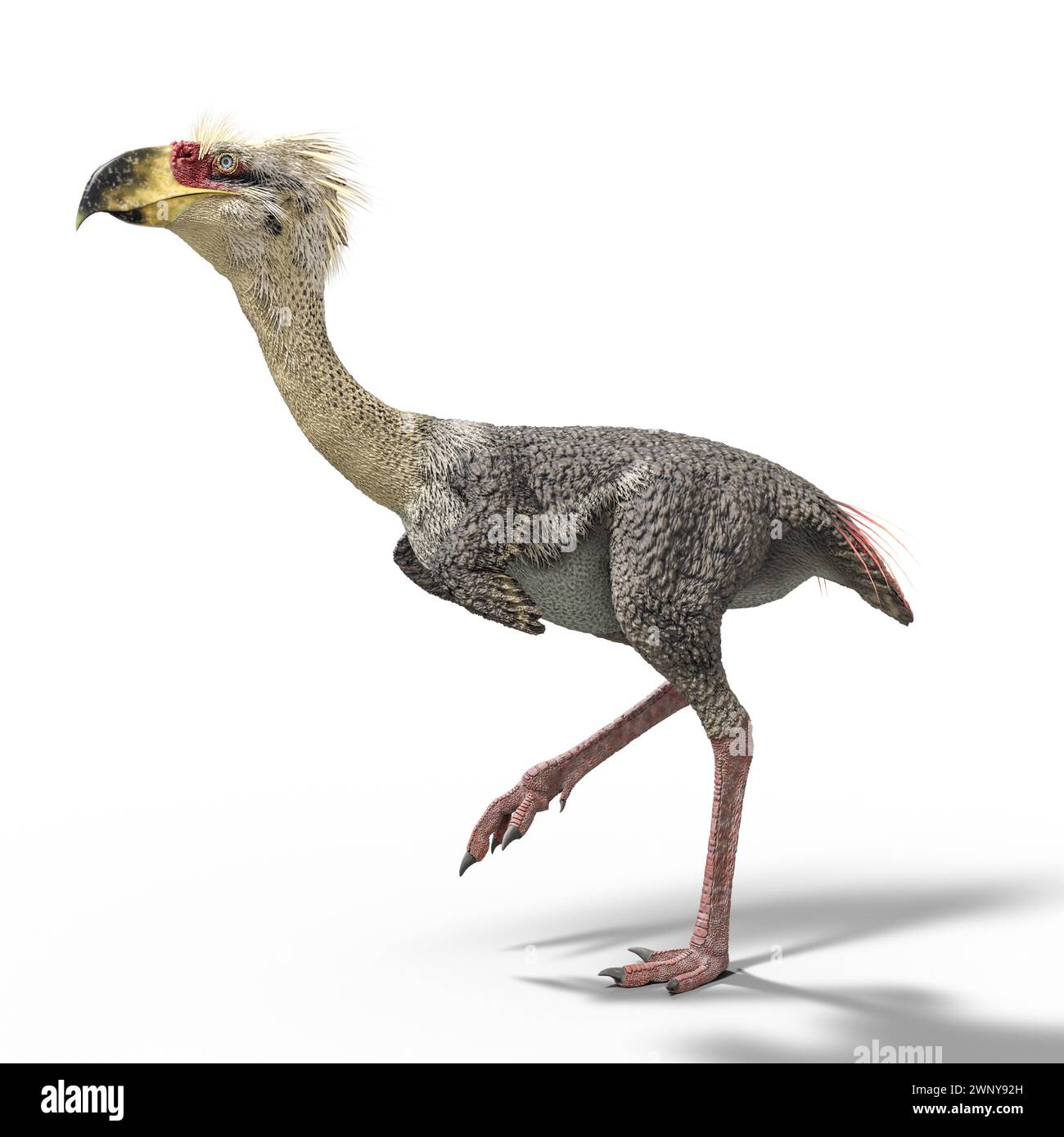 Phorusrhacos is an extinct genus of giant flightless terror birds that ...