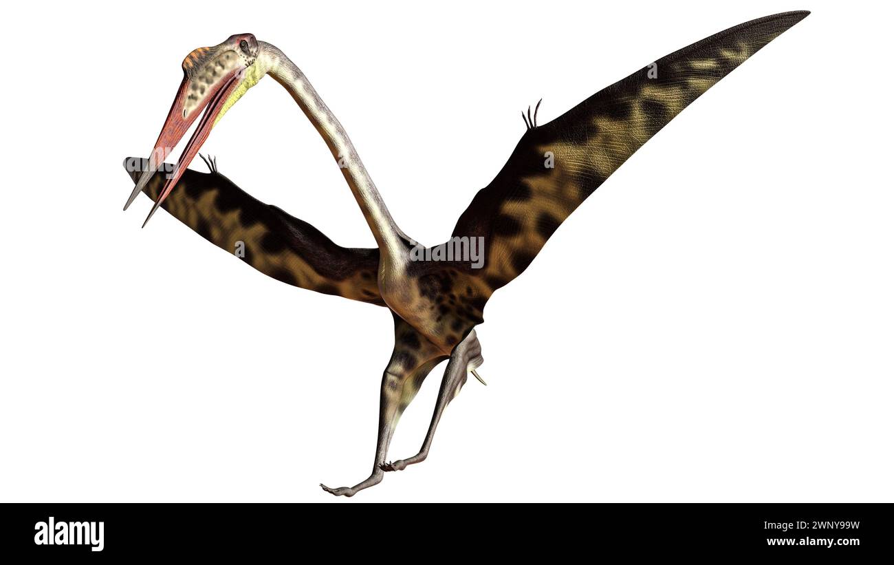 Quetzalcoatlus is a genus of azhdarchid pterosaur known from the Late ...