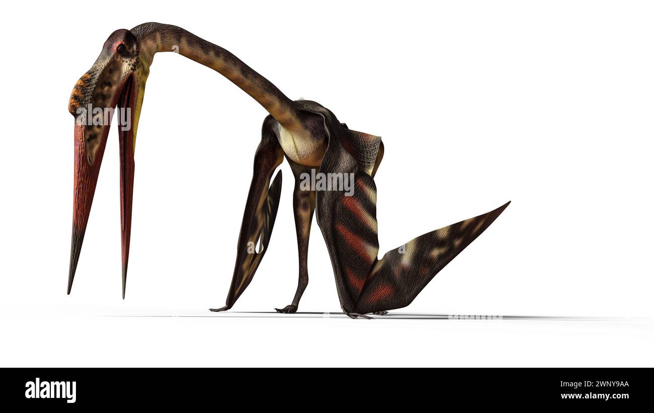Quetzalcoatlus is a genus of azhdarchid pterosaur known from the Late ...