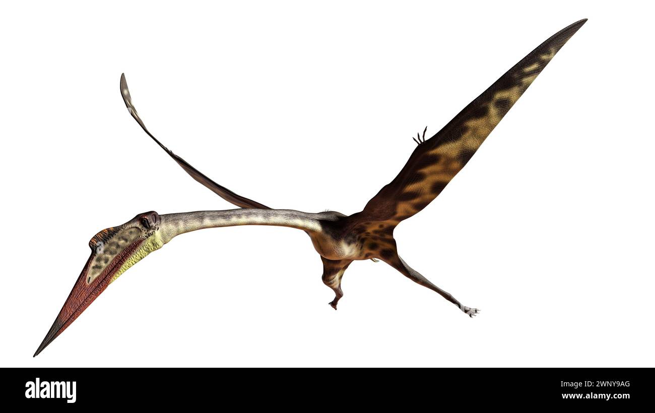 Quetzalcoatlus is a genus of azhdarchid pterosaur known from the Late ...