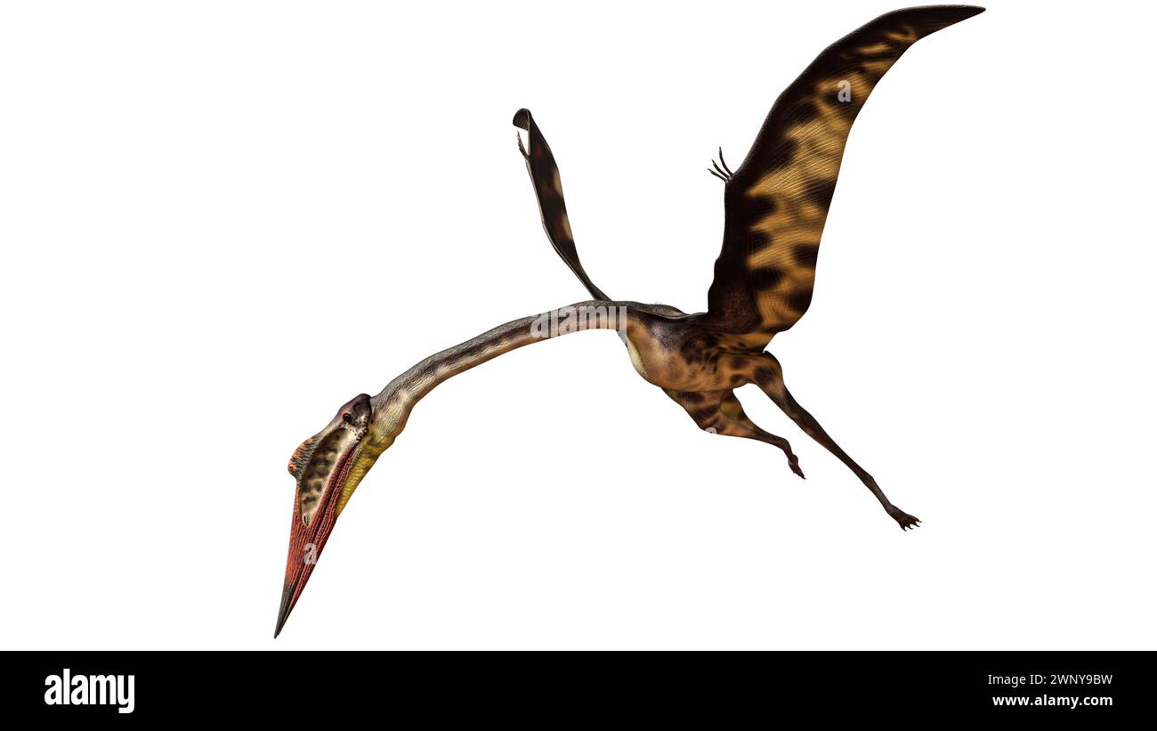 Quetzalcoatlus is a genus of azhdarchid pterosaur known from the Late ...