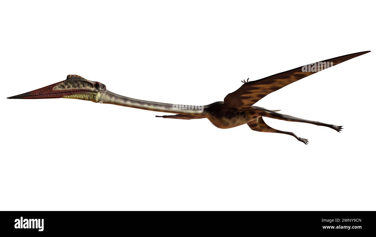 Quetzalcoatlus is a genus of azhdarchid pterosaur known from the Late ...