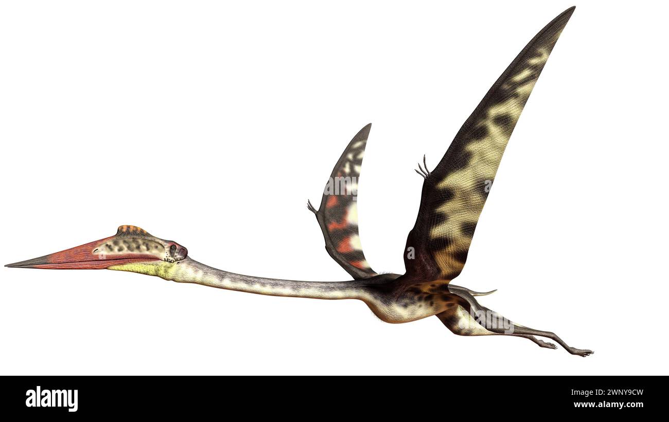 Quetzalcoatlus is a genus of azhdarchid pterosaur known from the Late ...