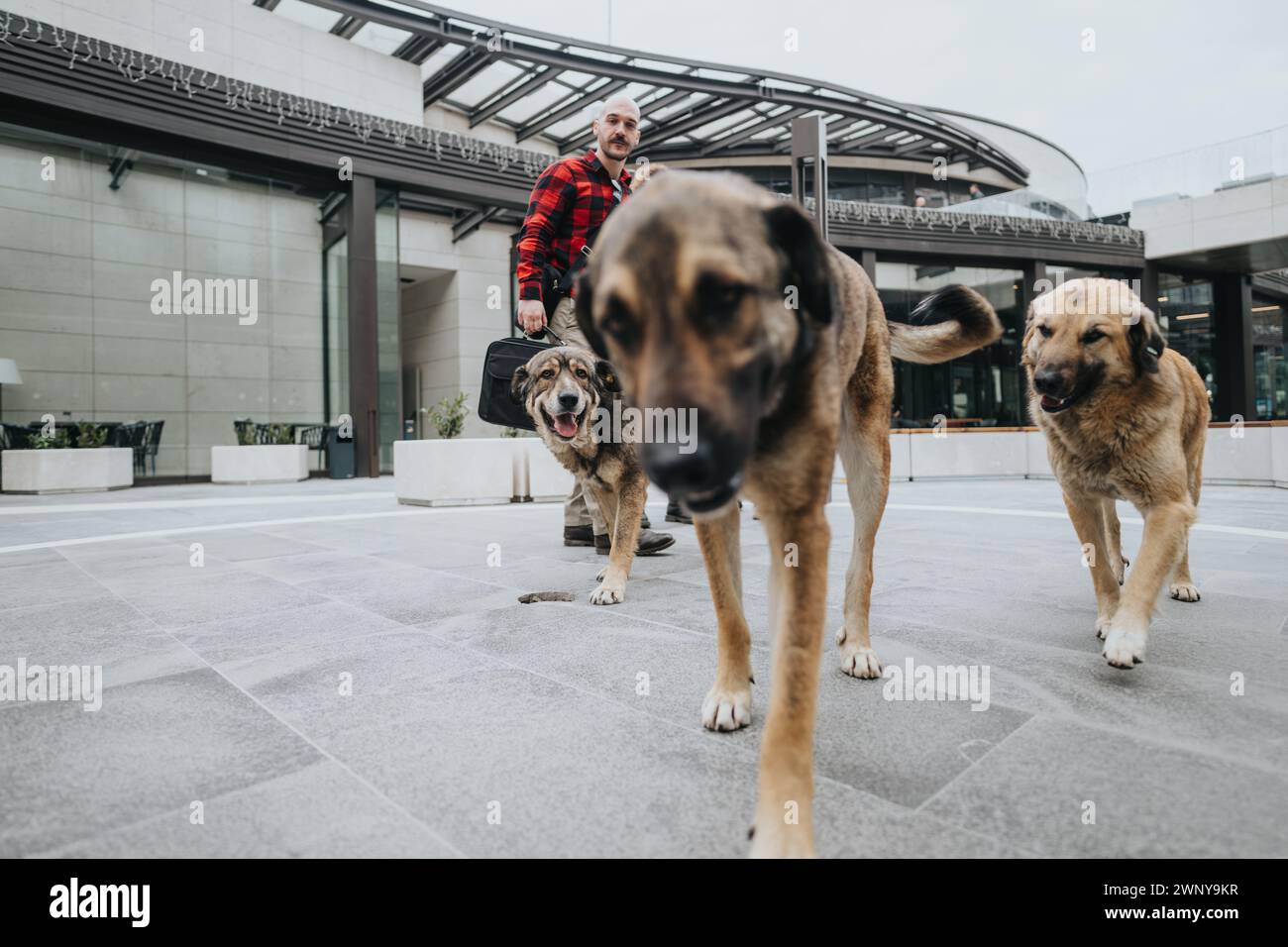 Happy dog pics hi-res stock photography and images - Alamy