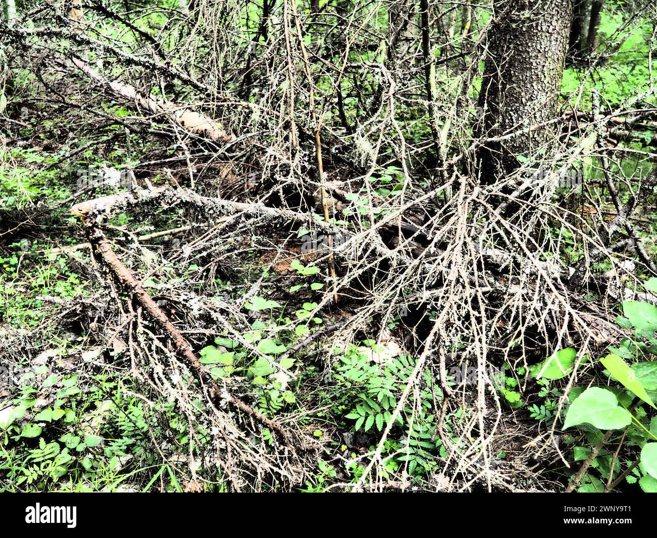 Taiga biome dominated by coniferous forests. Picea spruce, genus of ...