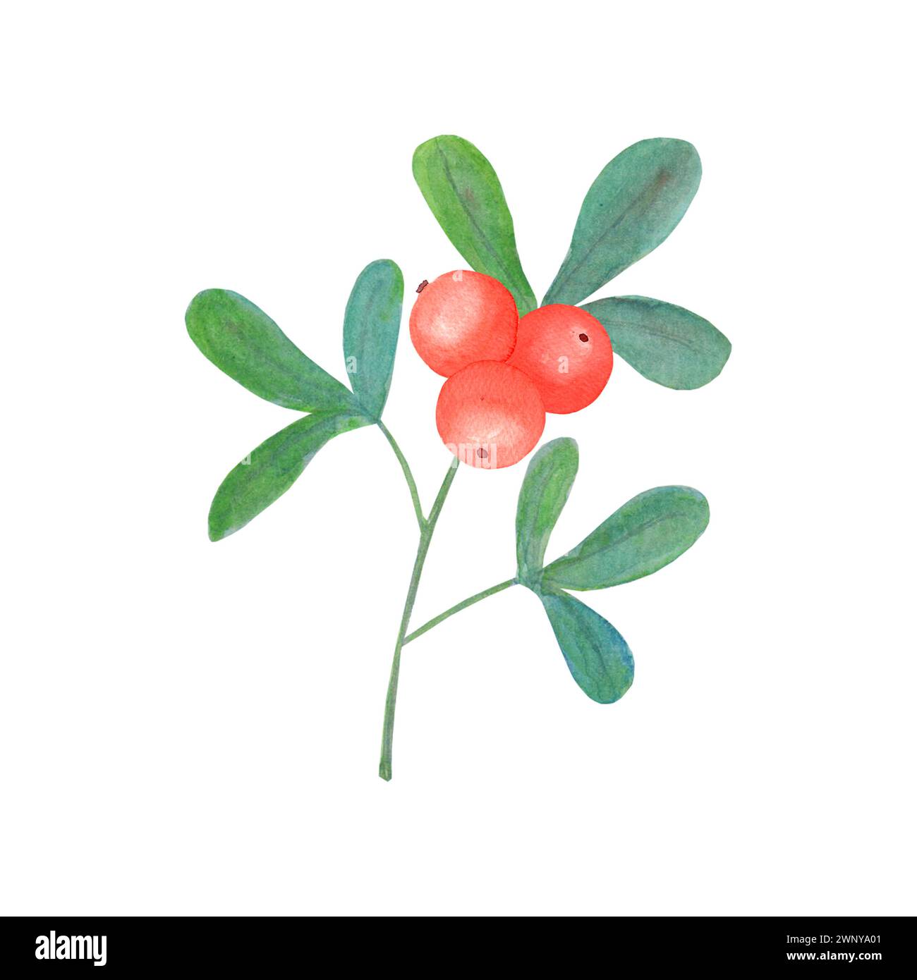 Watercolor hand drawn cranberry berries isolated on white background ...