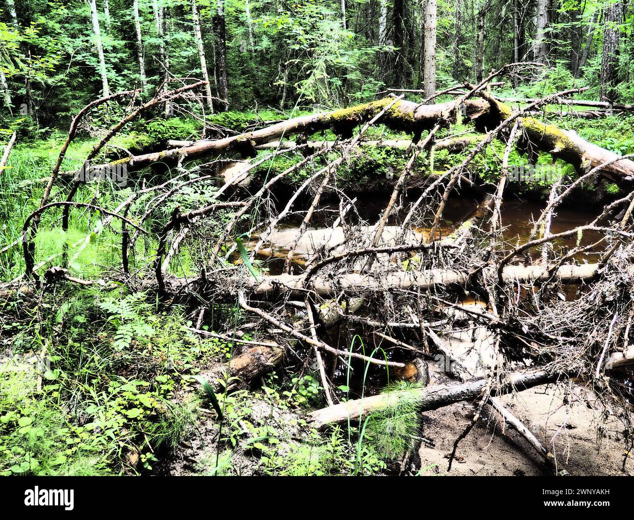 Taiga biome dominated by coniferous forests. Picea spruce, genus of ...