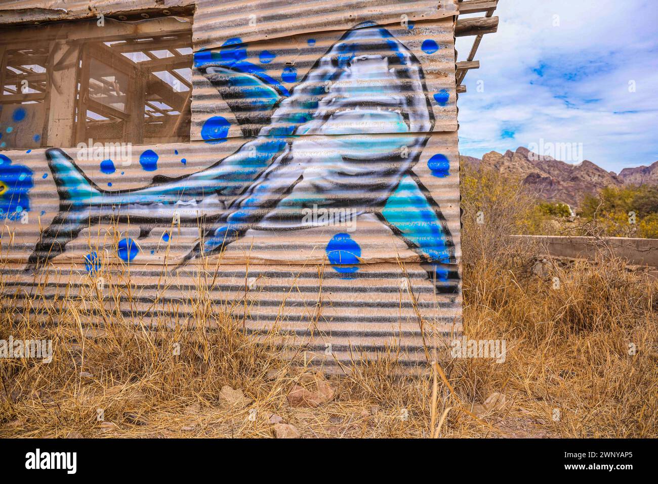 Painting or mural of a shark painted with colored graffiti on a hut ...
