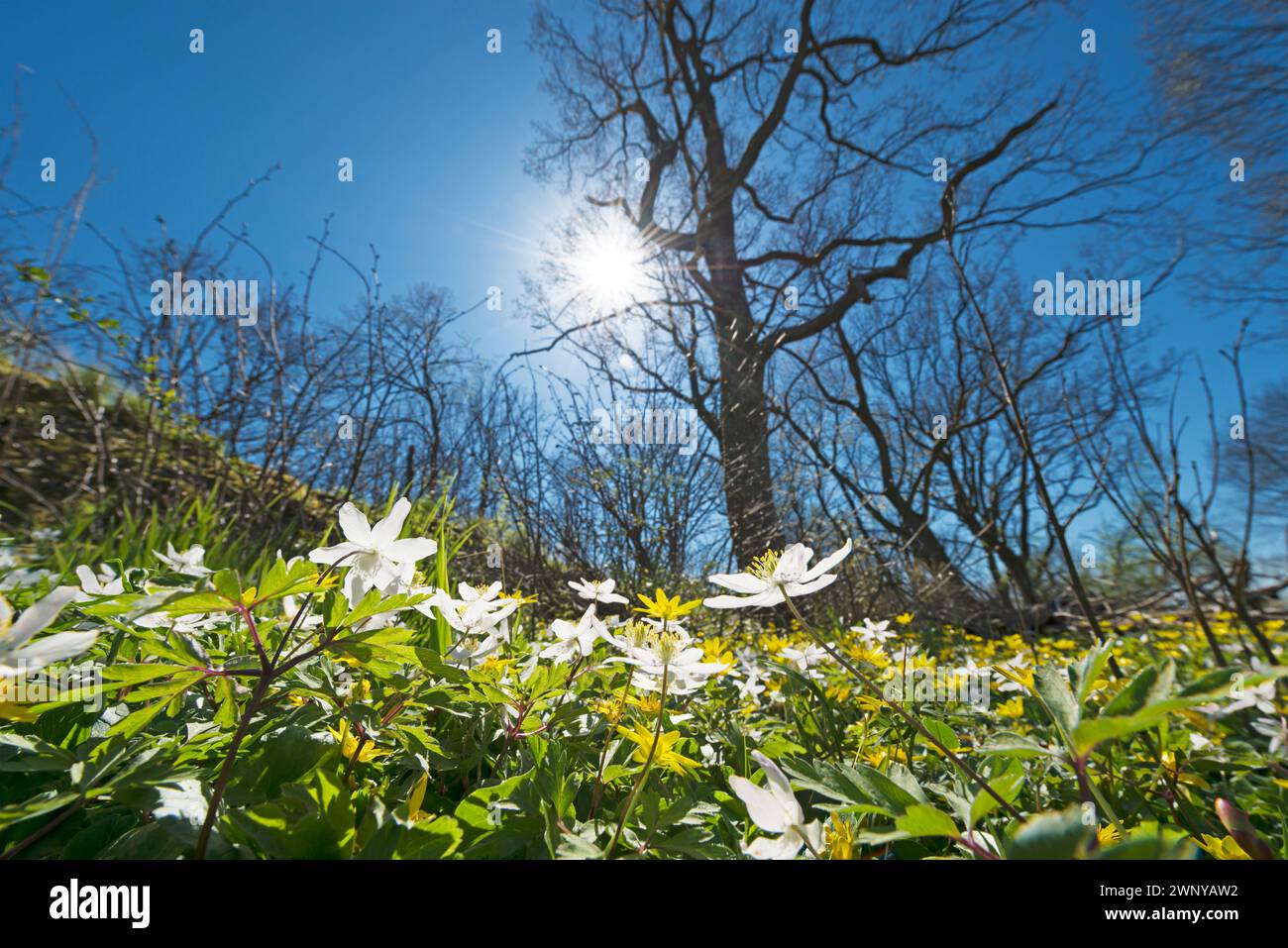Swedish spring flowers hi-res stock photography and images - Alamy