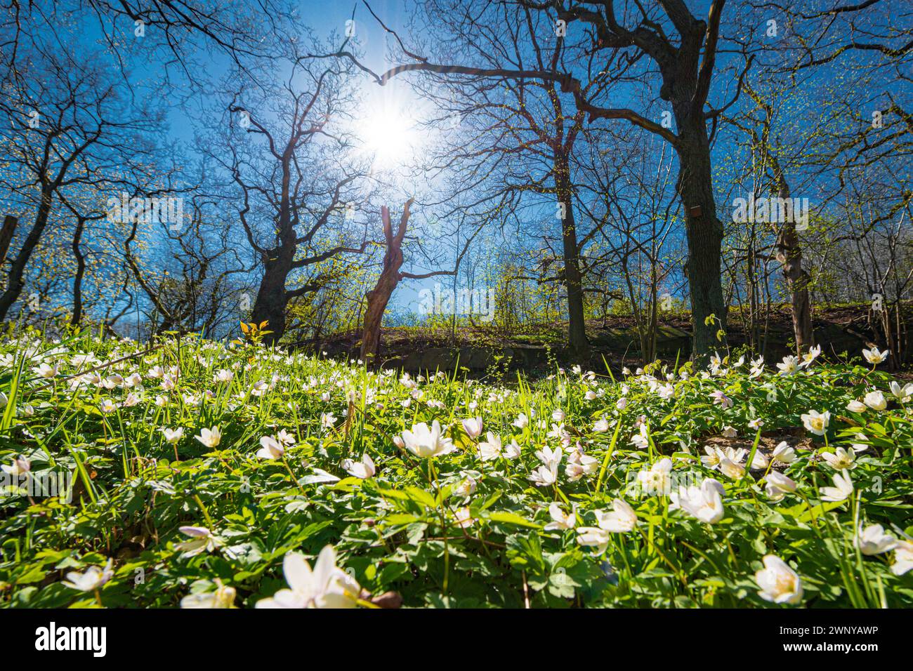 Swedish spring flowers hi-res stock photography and images - Alamy